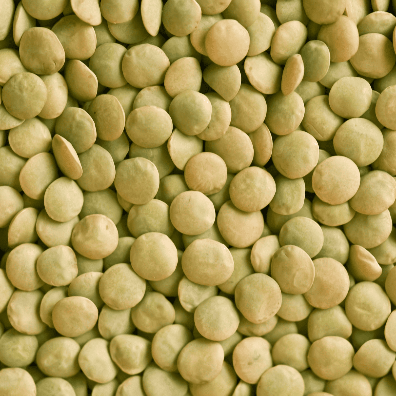 Lentils – Richleas - Grasslands